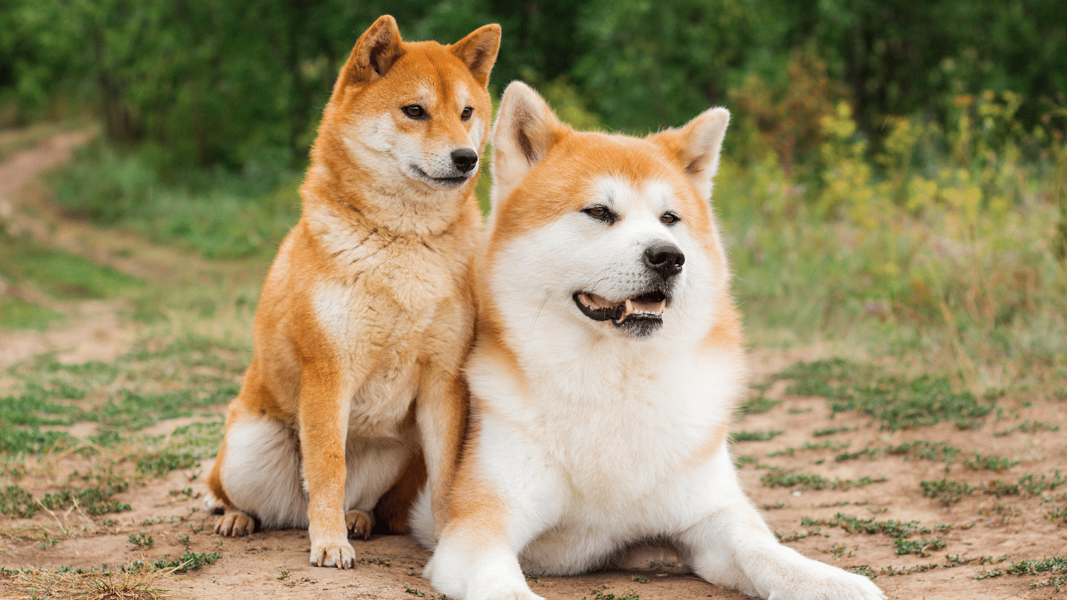 The 15 Most Expensive Dog Breeds in the World