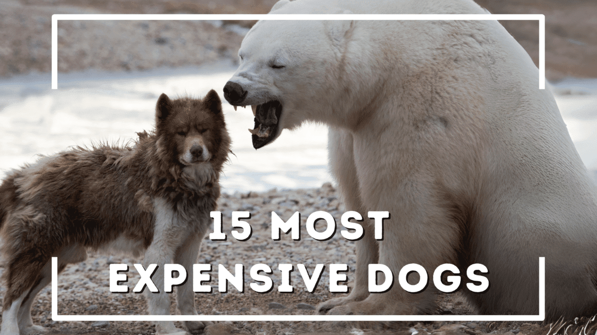 The 15 Most Expensive Dog Breeds in the World