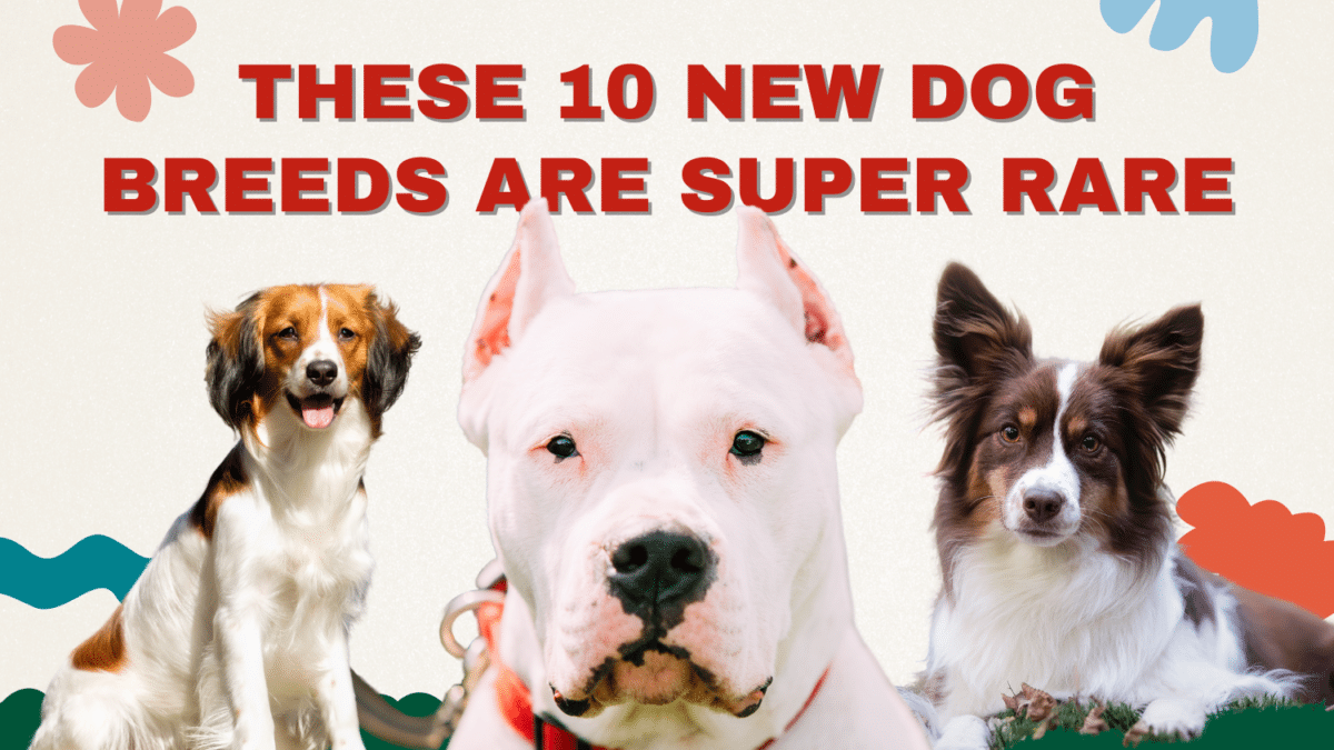 These 10 New Dog Breeds Are Super Rare