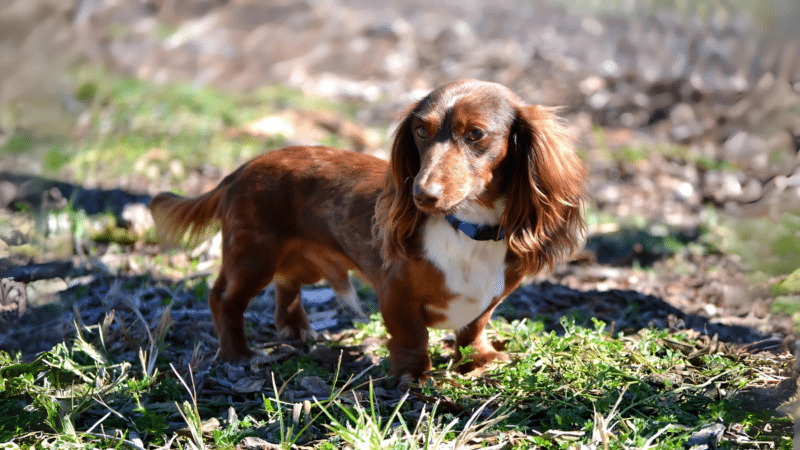 Top 10 Super Easy Dog Breeds to Live With