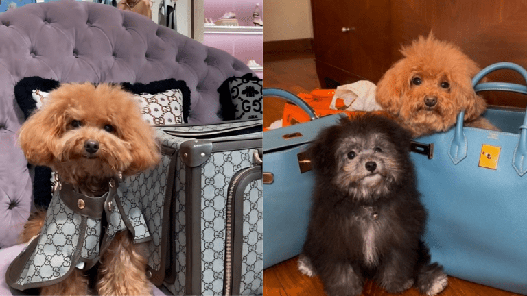 15 Billionaire Dogs And The Lives They Live