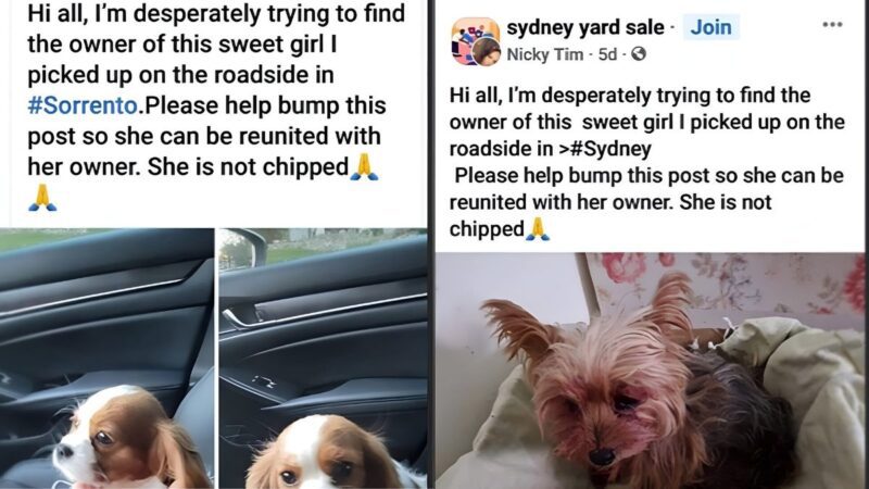 15 Dog Scams You Should Look Out For