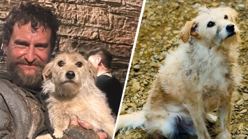 Meet Bobby: The Rescue Dog Who Became a Hollywood Star