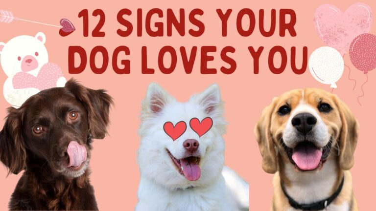 12 Signs Your Dog Loves You
