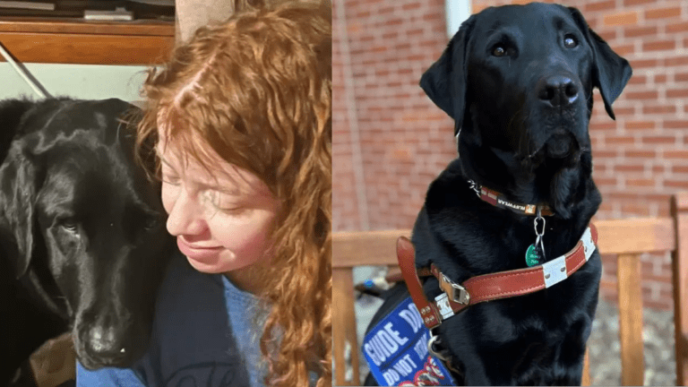 Meet Percy: The Brave Dog Nominated for National Hero Award