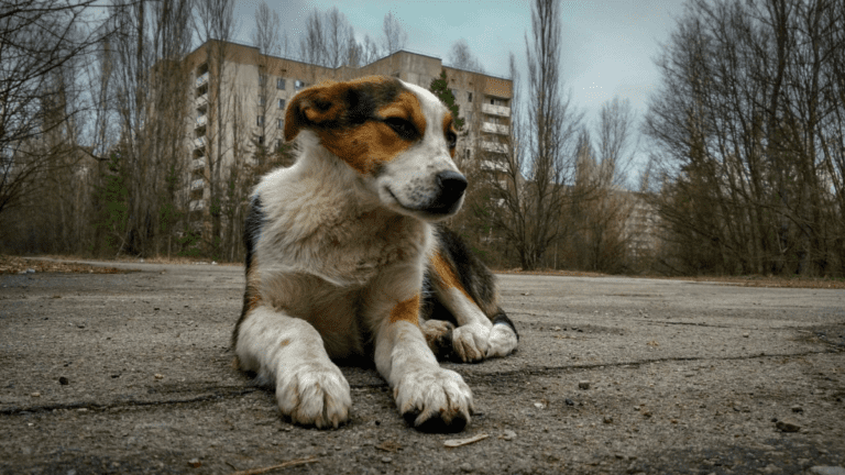 Chernobyl’s Feral Dogs Offer Clues to Radiation’s Role in Evolution