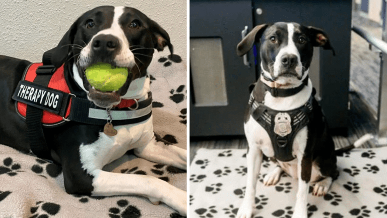 Meet Bella: A Therapy Dog That Brings Comfort to a 911 Call Center