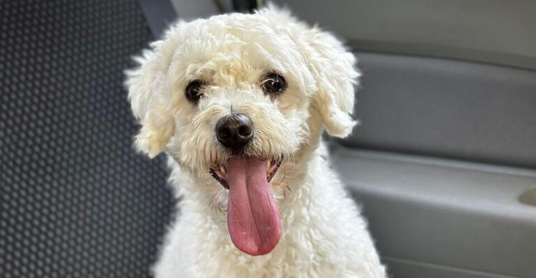 26 Fluffy Small Dog Breeds That Love to Cuddle