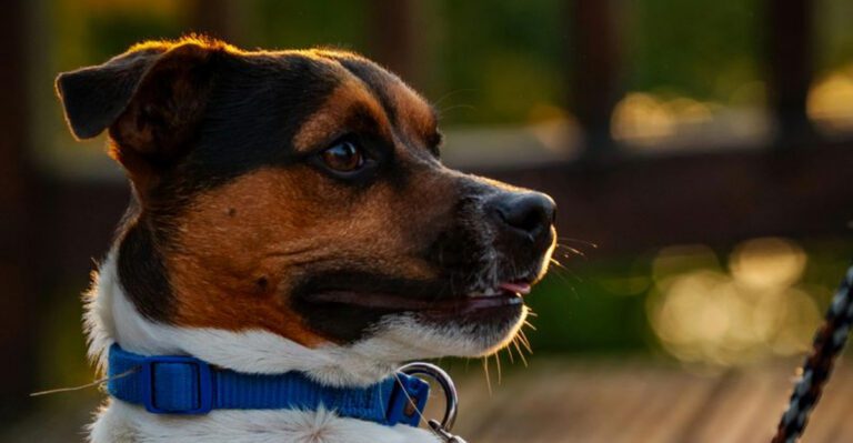 28 Small Dog Breeds with Bold Personalities and Playful Energy