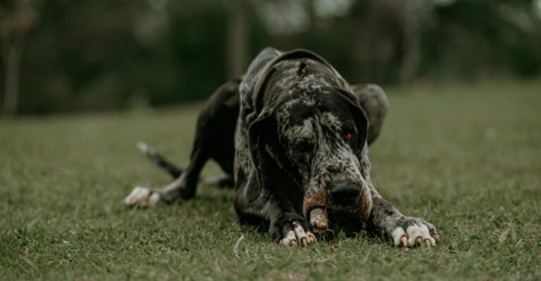Research Reveals 25 Dog Breeds with the Shortest Average Lifespans ...