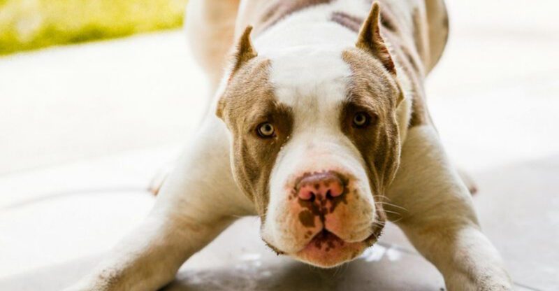 High-Energy Vs. Low-Energy Dogs – How To Avoid Burnout For Both You And ...