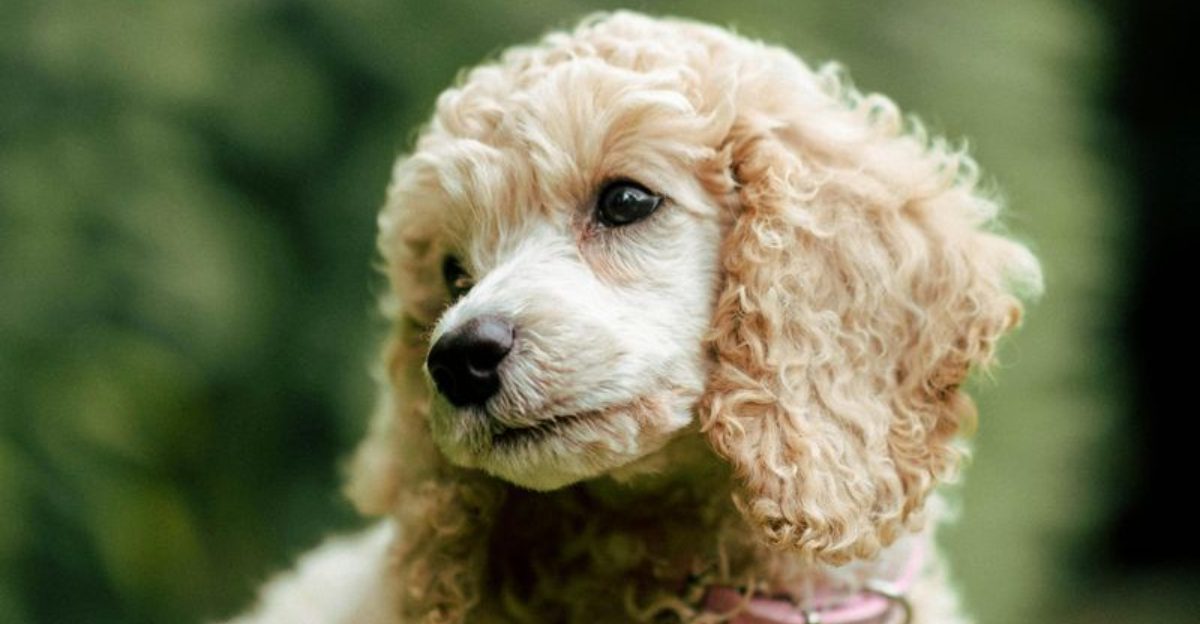 10 Dog Breeds That Can’t Stand Messy Households (Even If You Can)
