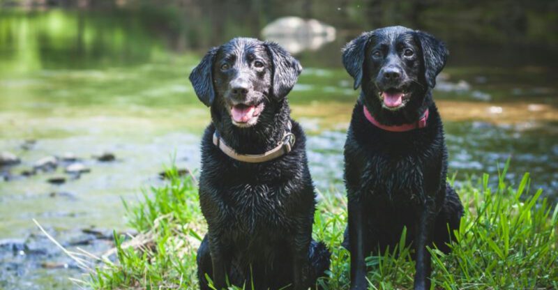 10 Dog Breeds That Love Water - Until It’s Bath Time