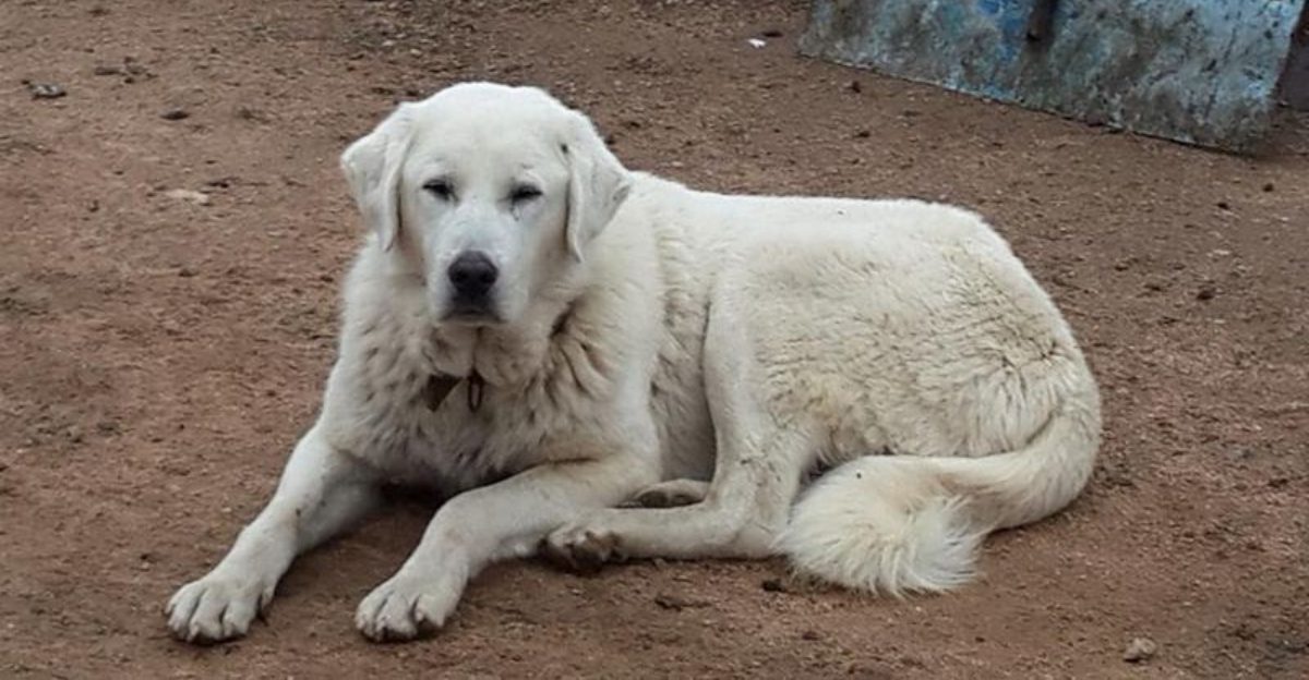 10 Dog Breeds That Refuse To Relax Until They’ve Checked Every Window ...