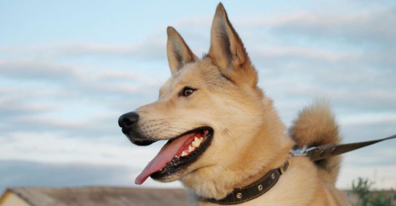 10 Dog Breeds That Treat Smart Collars Like Their New Secret Superpower