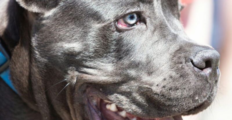 10 Dog Breeds with Bite Forces Comparable to Wild Predators