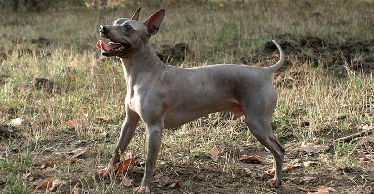 10 Newly Recognized Dog Breeds — and 5 That Still Haven’t Earned Approval