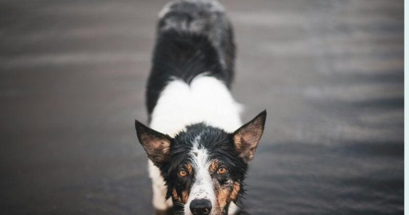 10 Smart Dog Breeds That Learn House Rules Shockingly Fast