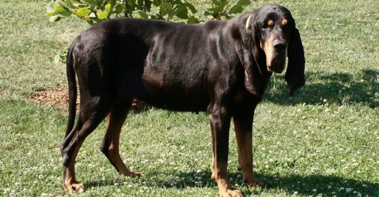 11 Dog Breeds That Can “Silent Hunt” With Their Nose - Try This Sniff ...
