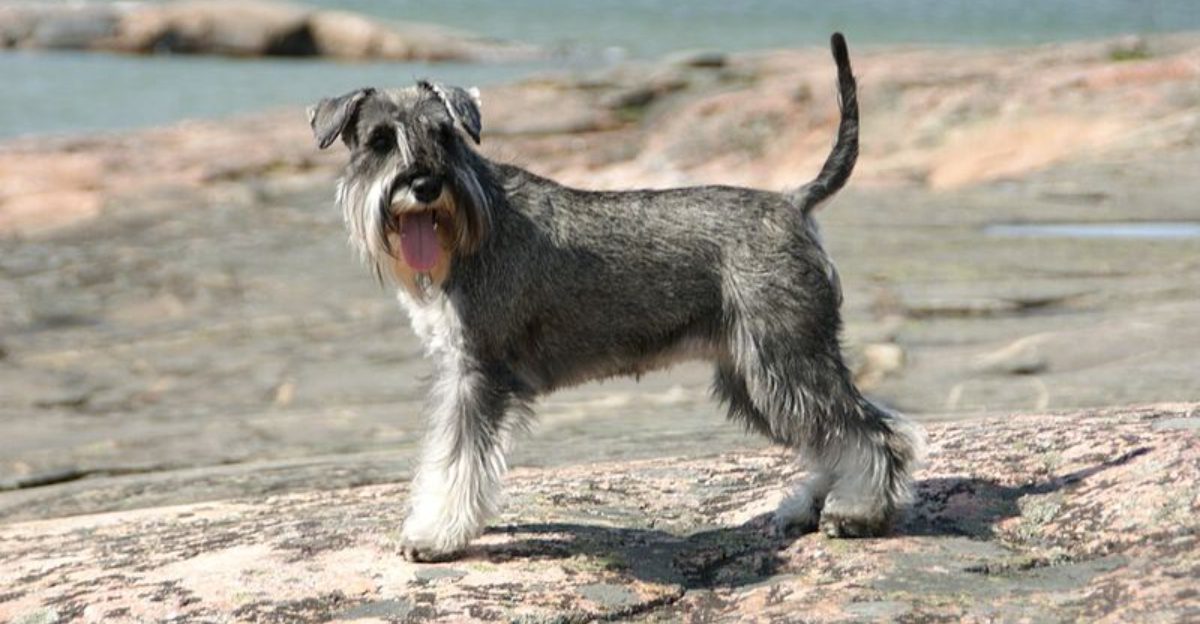 11 Dog Breeds That Naturally Help Keep Snakes Away