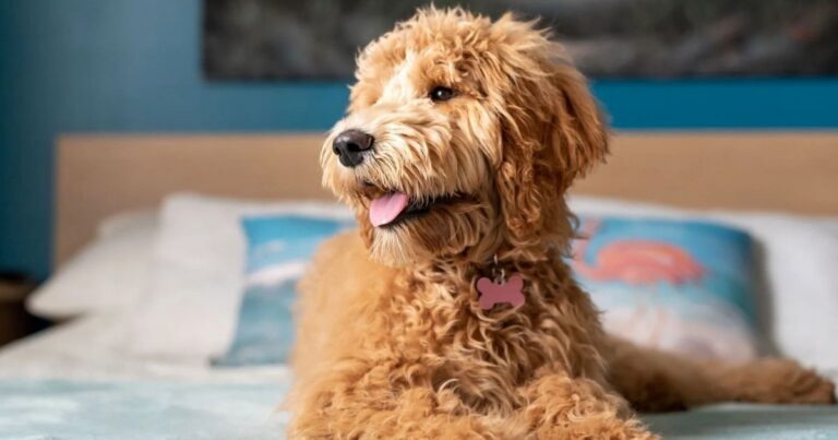 11 Low-Energy Dog Breeds That Fit Perfectly With a Quiet Lifestyle