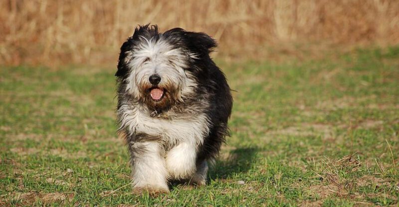 12 Dog Breeds That “Save” Snacks for Later (Yes, Dogs Do This) - See ...