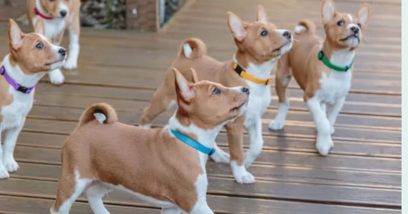 12 Dog Breeds That Tend to Be Healthier Than Average