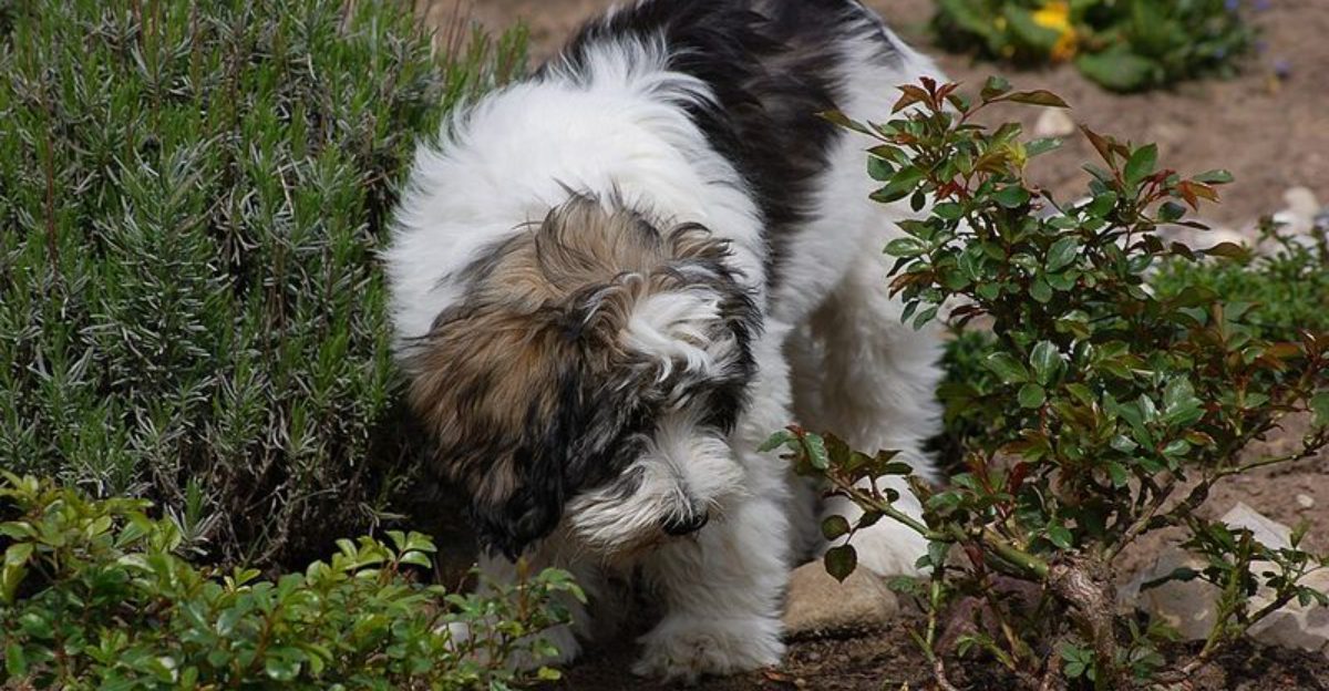 13 Dog Breeds That Struggle Quietly in Shelters for Reasons No One ...