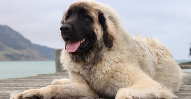 15 Dog Breeds That Don’t Realize How Big They Actually Are