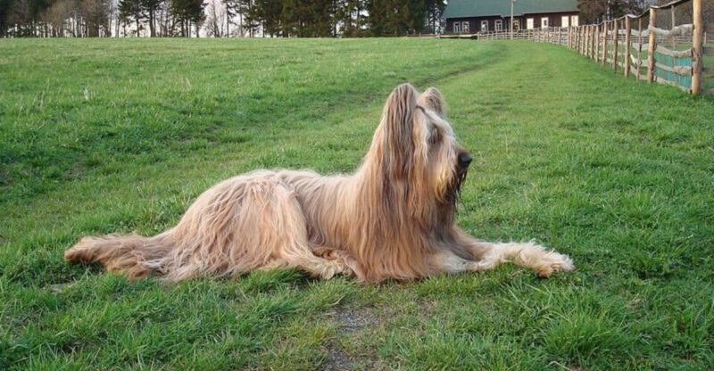 16 Dog Breeds That Refuse to Drink Enough - The Water-Bowl Change That ...