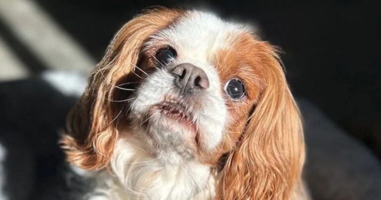 17 Gentle Dog Breeds That Are Patient, Soft-Natured, and Easy to Live With