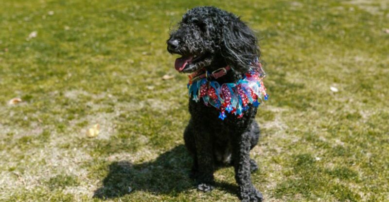 Dog Food Innovation Is Surging — 10 Breeds That Benefit Most From ...