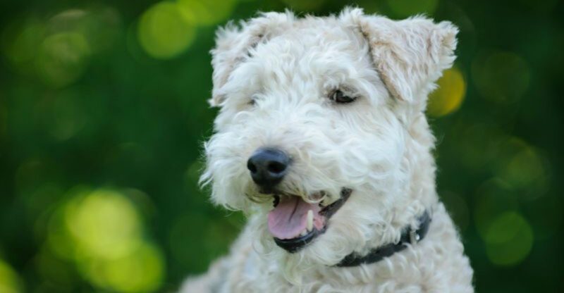 Need a Dog That Won’t Bulldoze Your Furniture? These 10 Smaller Breeds ...