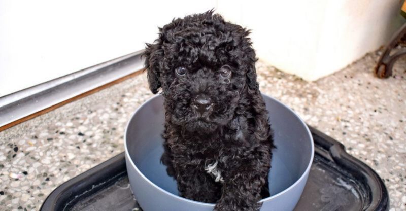 Want a Chill Weekend Dog? These 15 Breeds Settle Without Constant ...