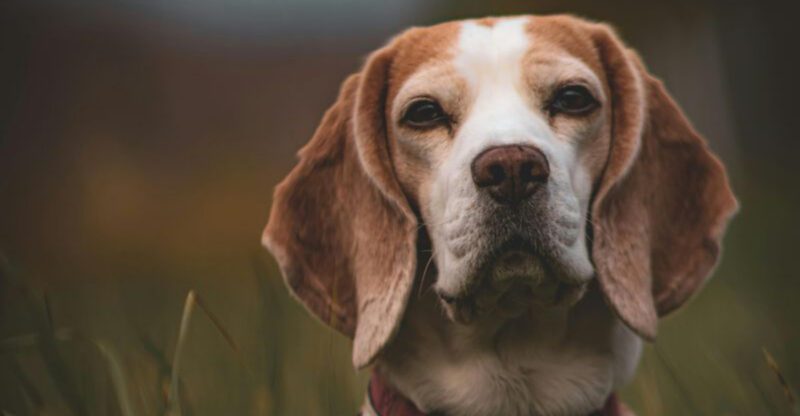 10 Dog Breeds That Commonly Become Problem-Barkers Without a Plan
