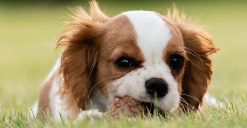 11 Dog Breeds That People Keep Choosing After Watching One Too Many ...
