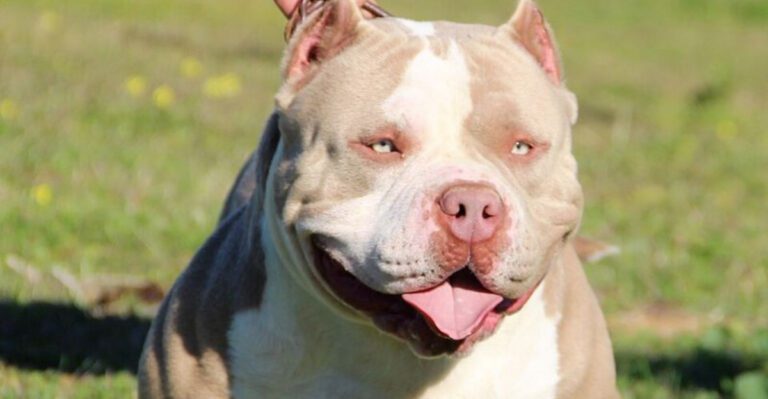 Backyard Breeding Hits These 14 Breeds Hardest
