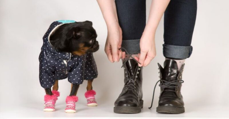 Climate-Clever Dog Care — 14 Ways Owners Are Helping Dogs Adapt to ...