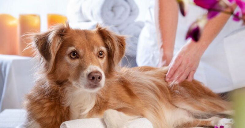 Global Favorites Are Crossing Borders - 11 International Breeds Showing ...