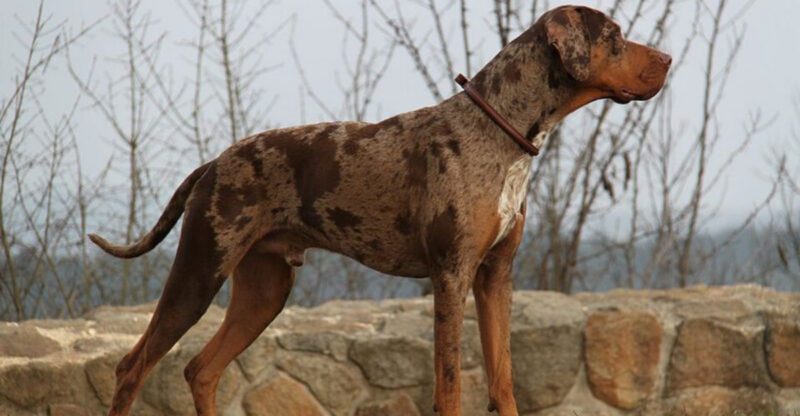 Invisible Fence Tech Is Going Viral - 10 Breeds Most Likely to Test ...