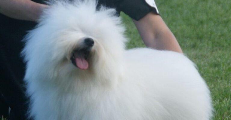 “Low Energy” Isn’t the Same as “Low Needs” - 12 Calm Breeds That Still ...