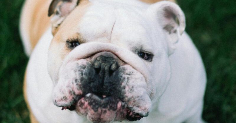 Owners don’t realize these 11 breeds often need earlier joint support