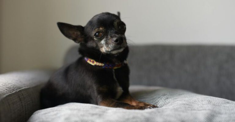 People Praise “Quiet Dogs” - But These 10 Breeds Still Communicate a Lot