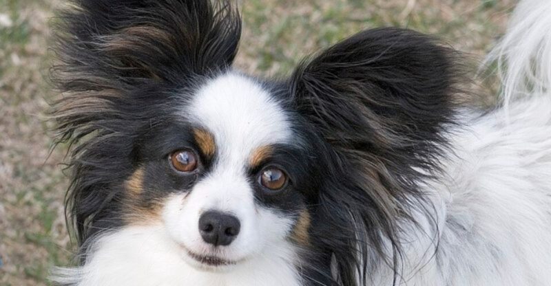 Smart-Collar Hype Is Exploding - 10 Breeds Owners Say Respond Fastest ...