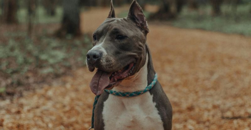 Stop Trusting “Tail Wagging” - 10 Breeds People Misread in Viral Body ...