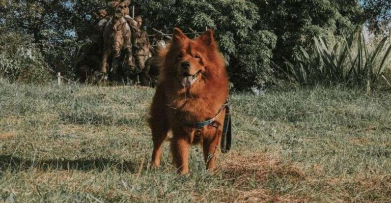 The ‘Quiet Dog’ Myth Is Collapsing - 10 Breeds Owners Say Are Calm ...