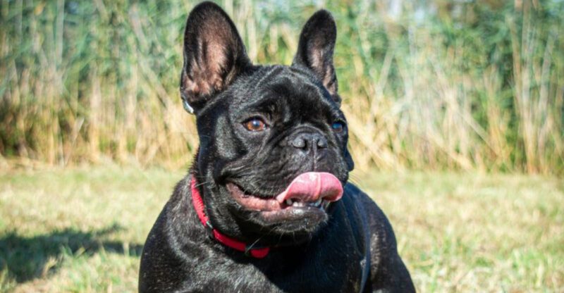 The “Breed Standards vs Welfare” Debate Is Heating Up Again - 10 Breeds ...