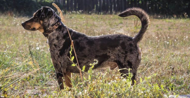 The “Rare Breed” Trap - 10 Breeds People Buy for the Flex, Then Panic ...