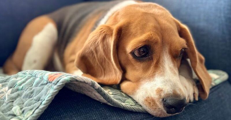 The “Temperament Data” Era Is Here - 10 Breeds People Keep Comparing in ...