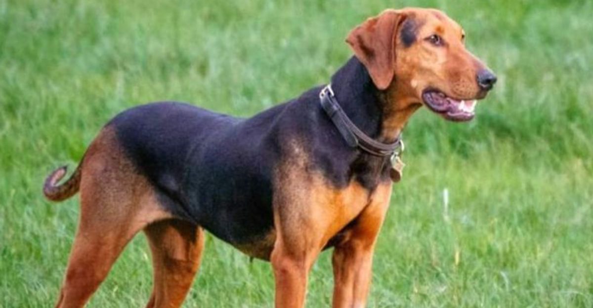 These 12 Breeds Were Never Designed for Busy Social Calendars